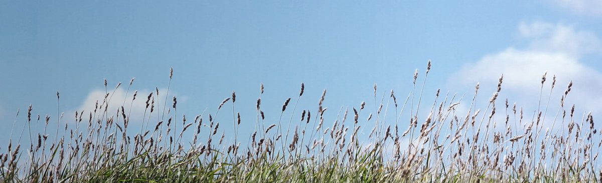 Grass Allergy Information & Symptoms | GRASTEK®