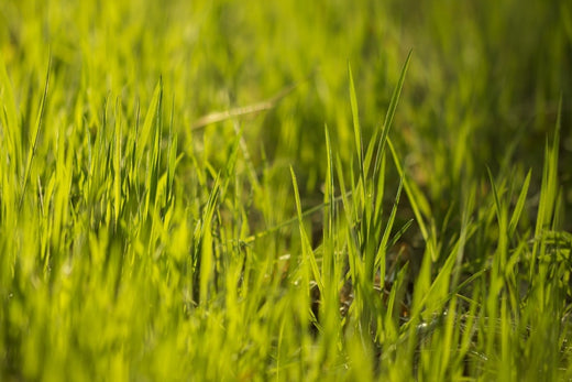 Timothy Grass Pollen Allergen Extract | GRASTEK®